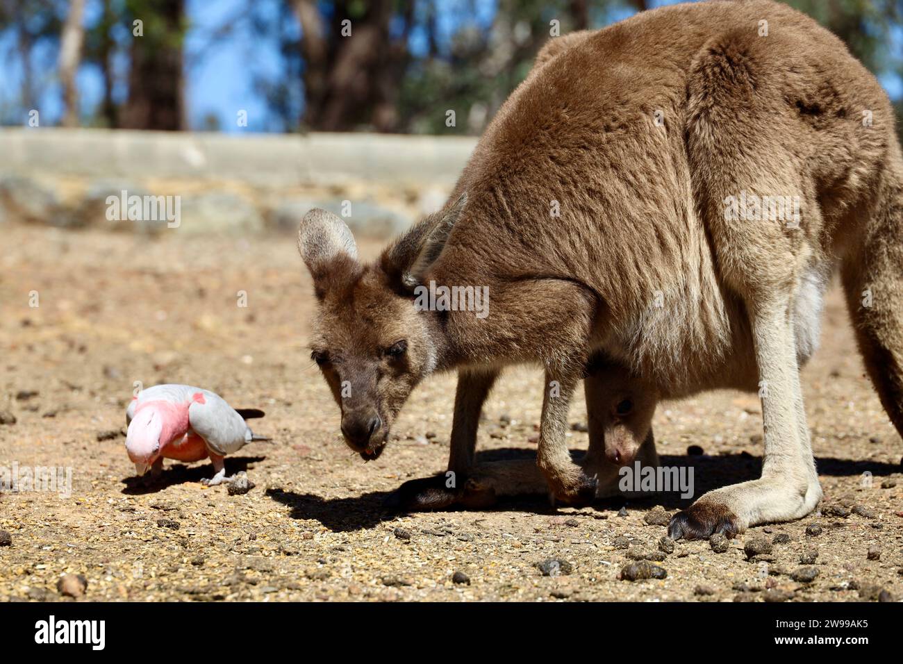 A red kangaroo interacts with a bird in a natural outdoor setting Stock ...