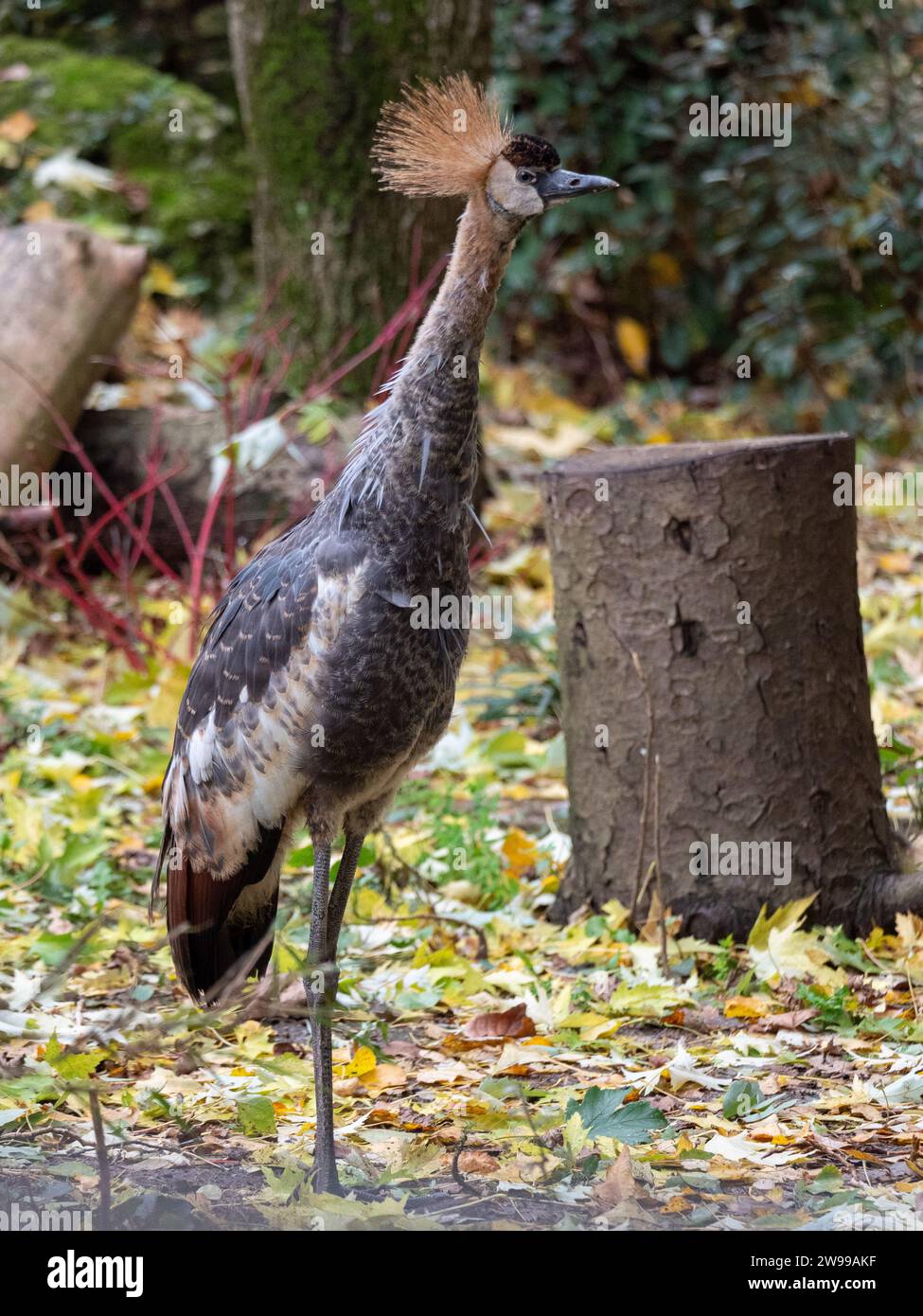 A majestic crowned crane standing in a zoo Stock Photo - Alamy
