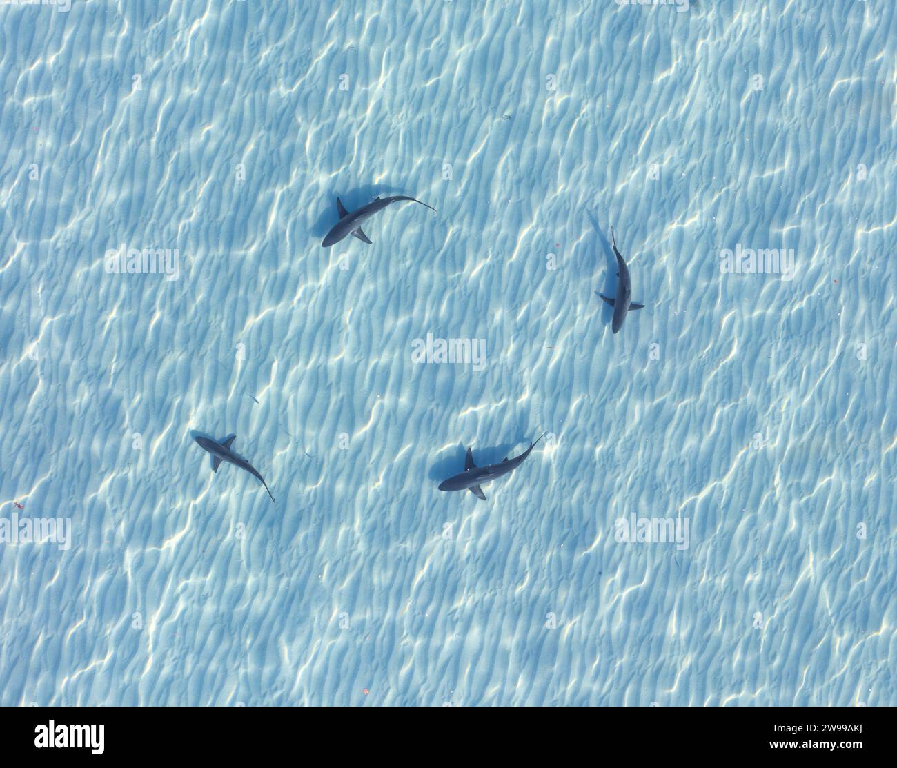 A group of sharks swimming in the crystal-clear waters of a tropical ...