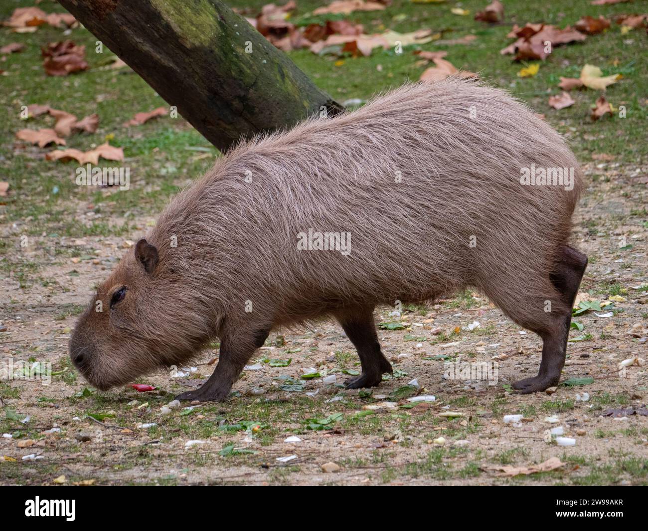 A capybara strolling along a barren landscape surrounded by lush green ...