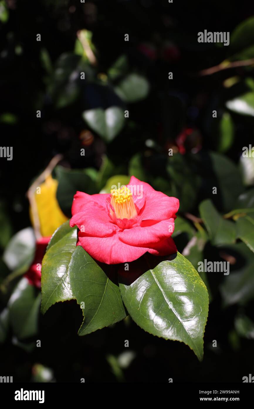 A close-up of a Camellia japonica flower amongst lush green foliage ...