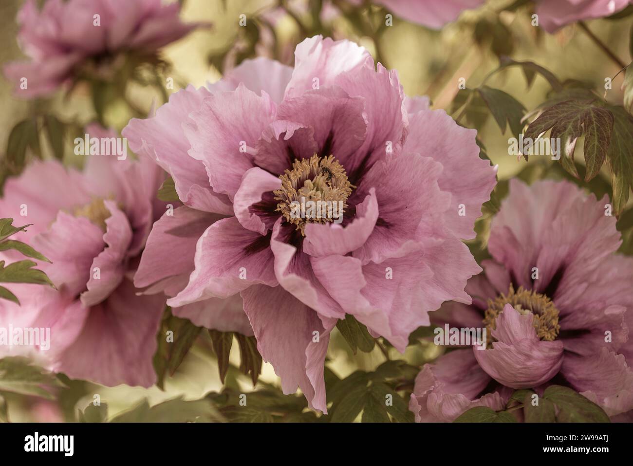 Large peonies hi-res stock photography and images - Alamy