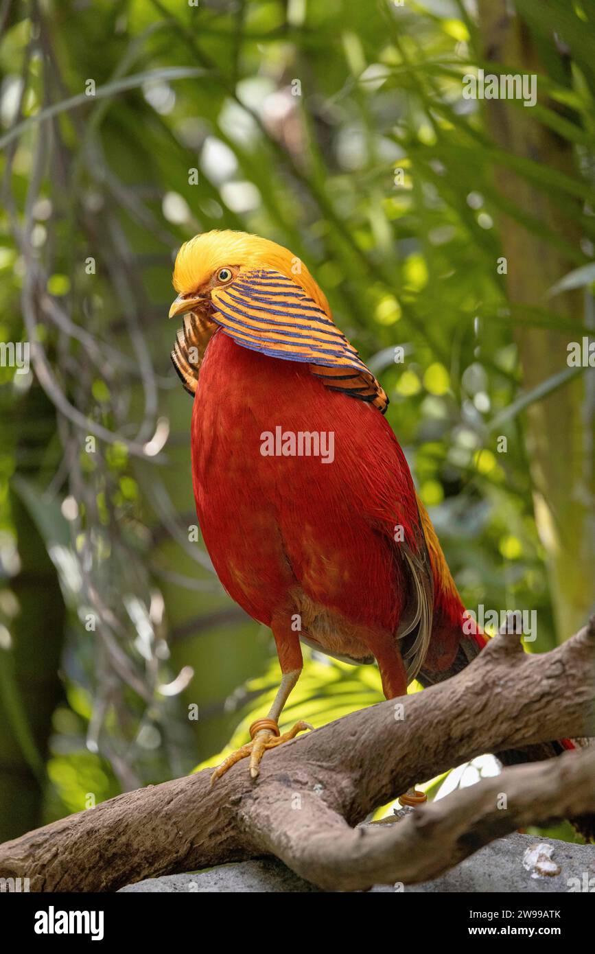 A vibrant and colorful golden pheasant (Chrysolophus pictus) perched ...