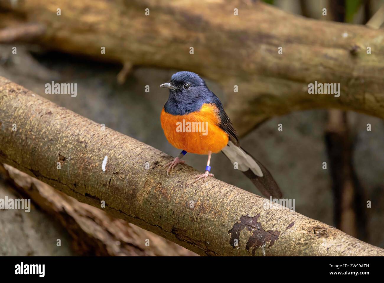 A vibrant White-rumped Shama Thrush (Copsychus malabaricus) perched ...
