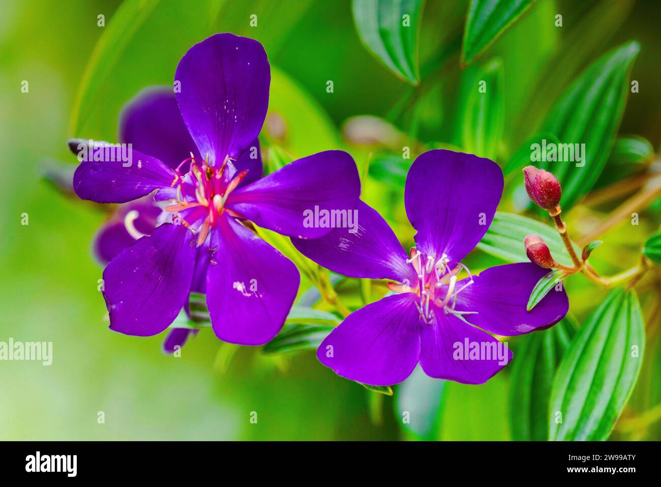 Pleroma semidecandrum hi-res stock photography and images - Alamy