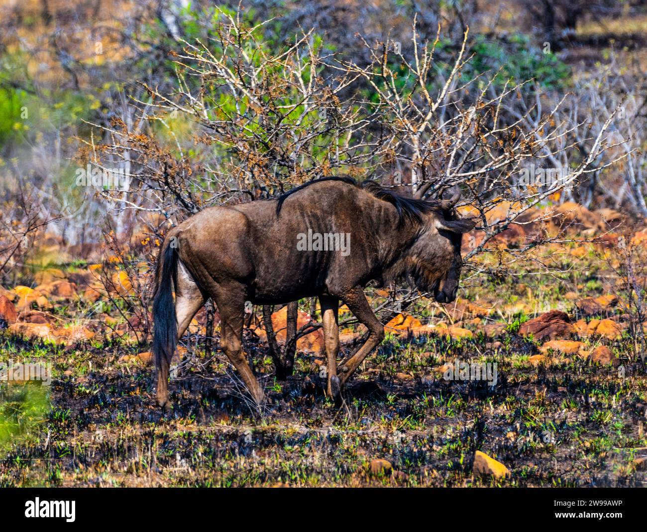 A peaceful outdoor scene featuring two Wildebeests walking on the lush ...