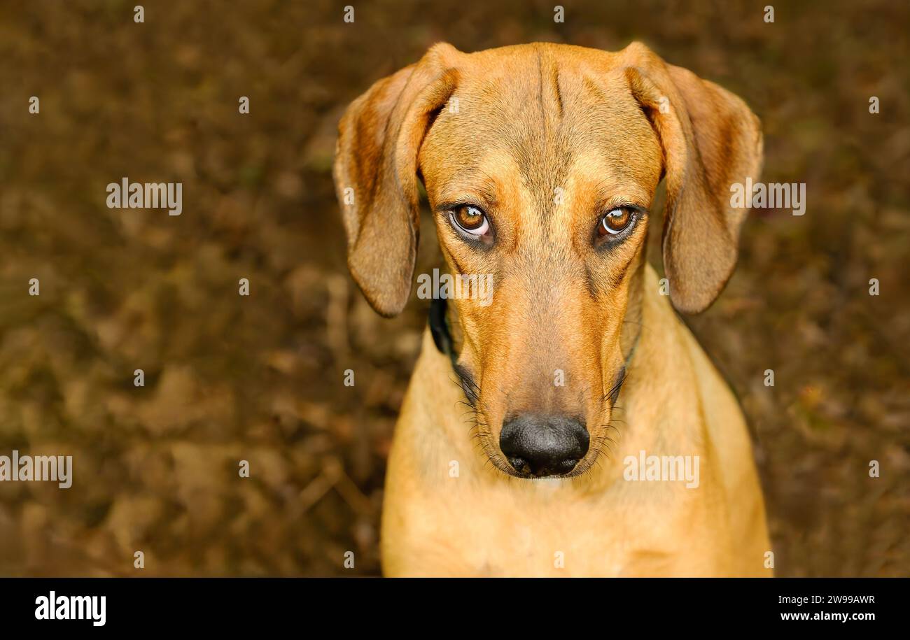 Closeup guilty looking dog hi-res stock photography and images - Alamy