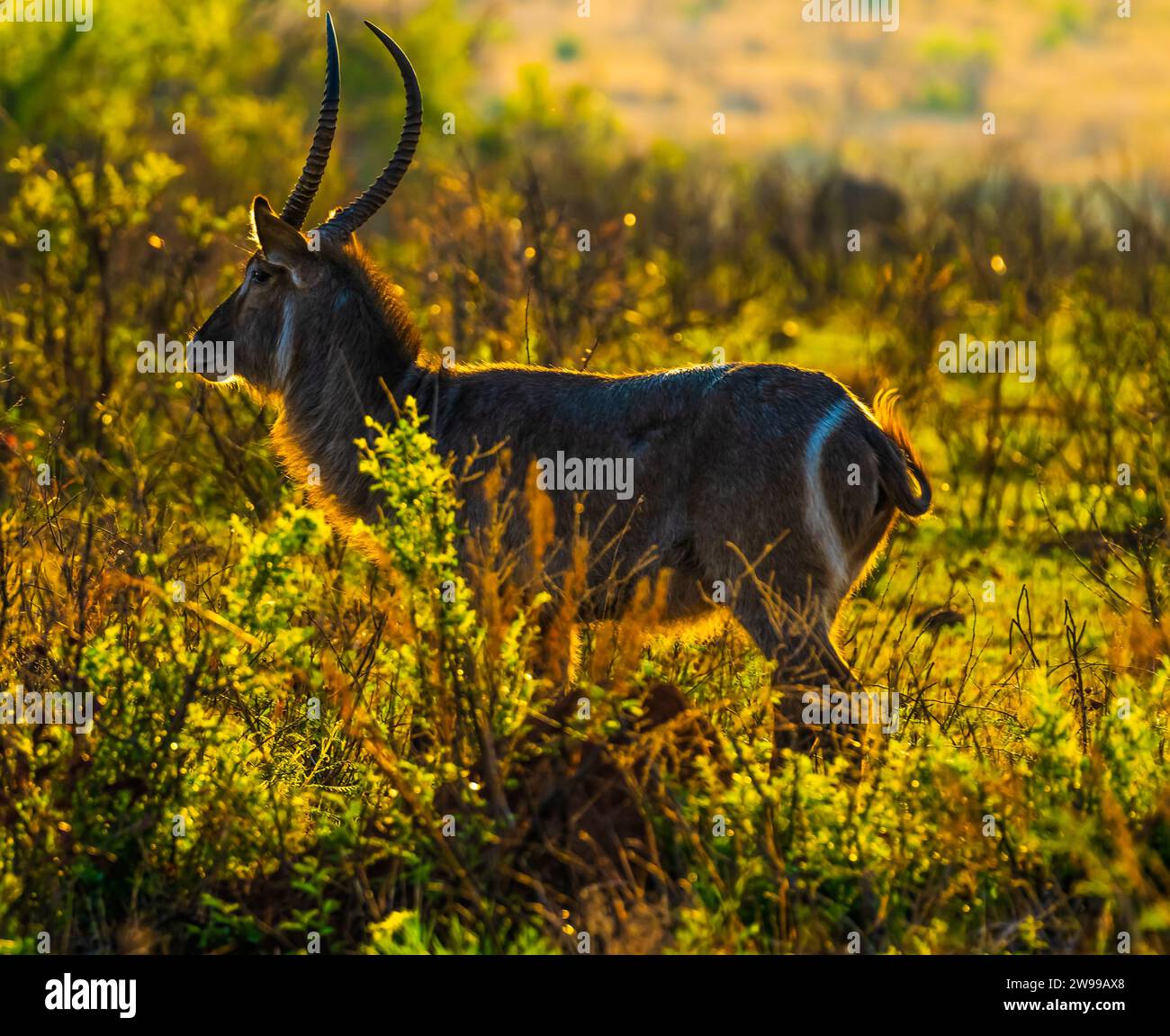 An African Water Buck stands in a grassy landscape, its horns spread ...