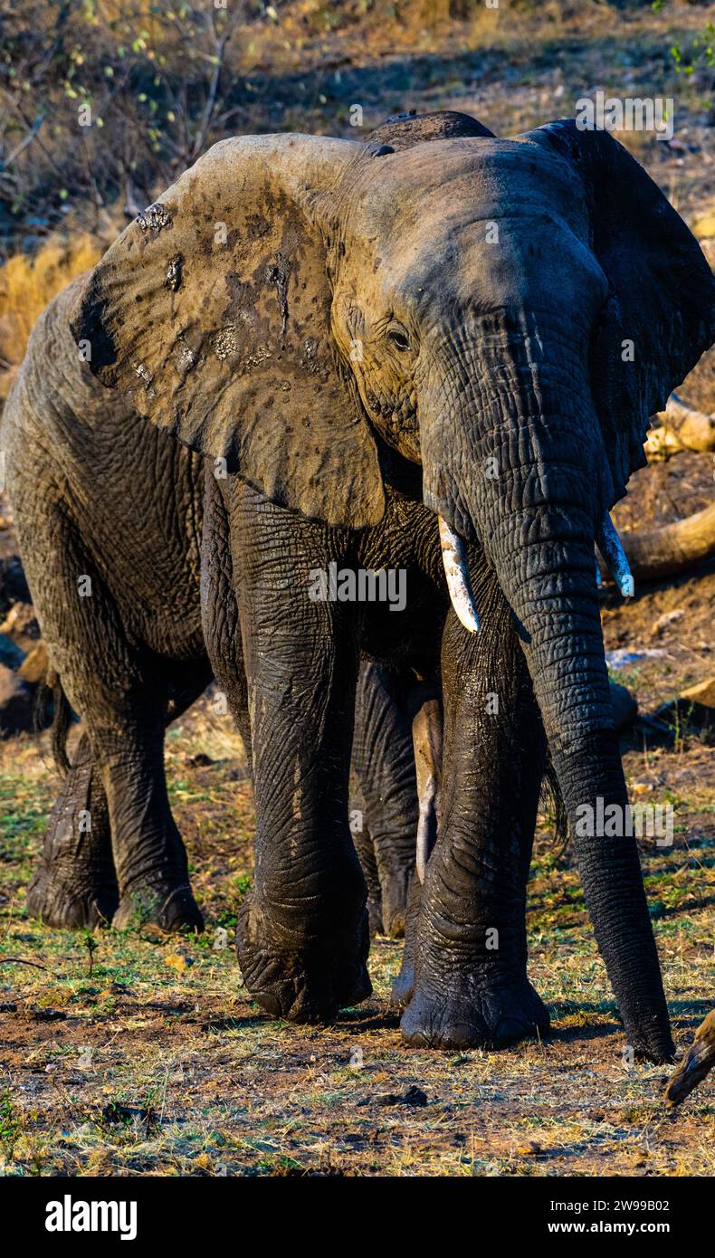 Two adult African elephants are standing side-by-side in a grassy ...