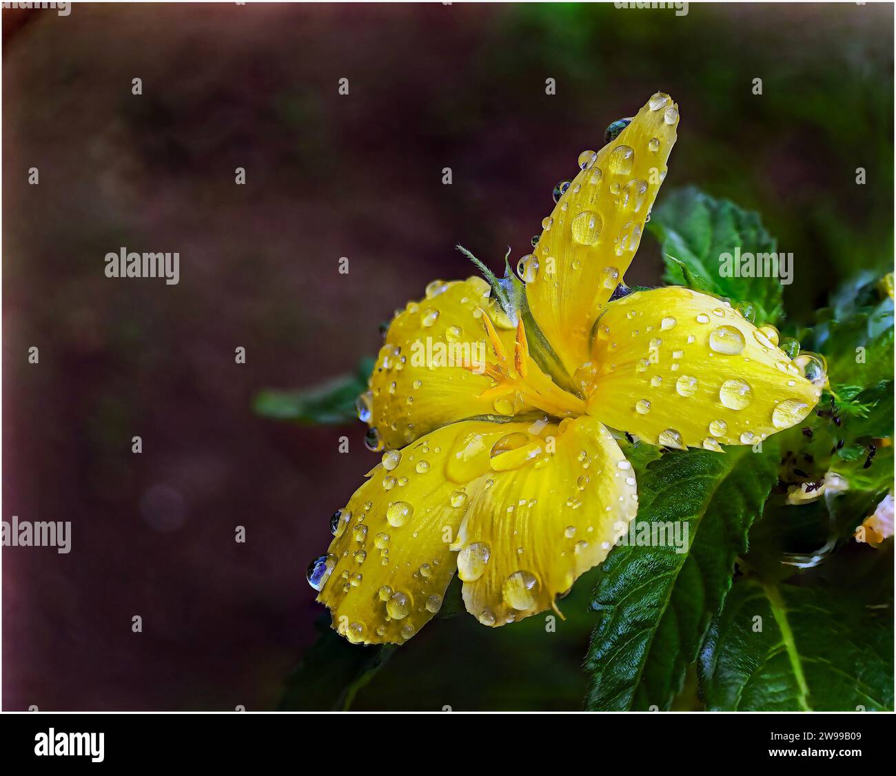A vibrant yellow flower appears to have just been kissed by the rain ...