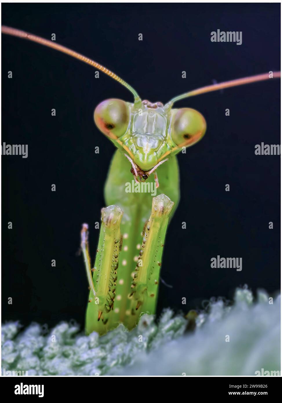 A close-up image of a green praying mantis looking directly into the ...