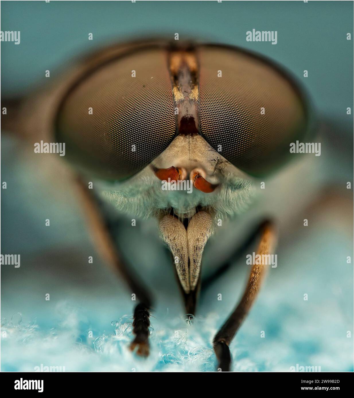 A close-up shot of a fly with long antennae and large eyes gazing ...