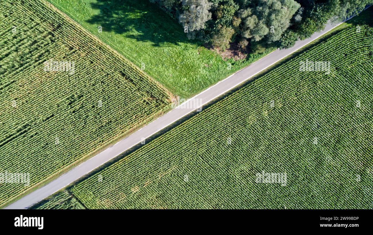 An aerial view of a scenic rural road surrounded by lush farmland crops ...