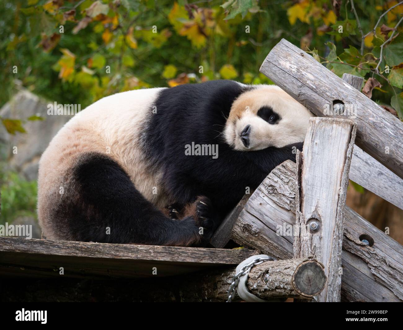 Snoozing panda hi-res stock photography and images - Alamy