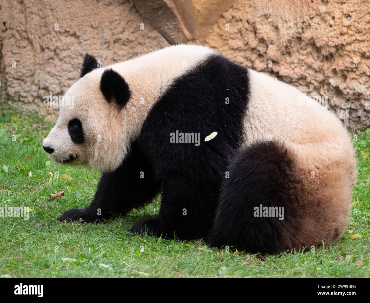 A black and white panda in a grassy field, gazing intently down at an ...