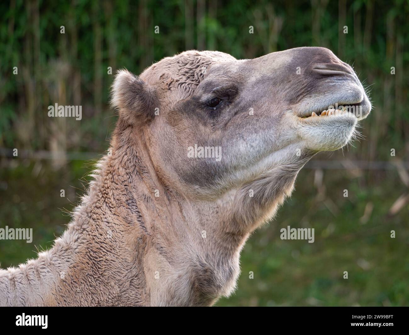 Camel profile face hi-res stock photography and images - Alamy