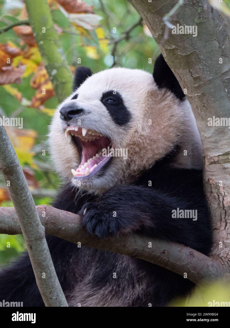 Bear tree hi-res stock photography and images - Alamy