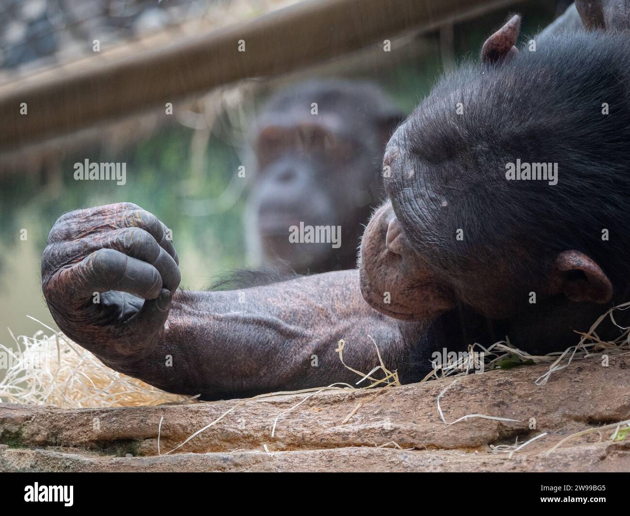 Monkey arm hi-res stock photography and images - Alamy