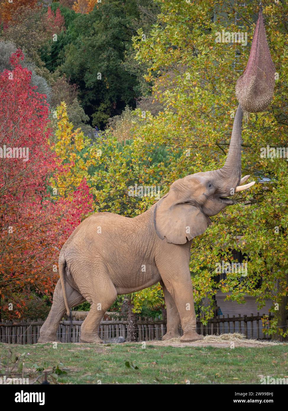 An African elephant stretching its trunk forward, reaching out for a ...