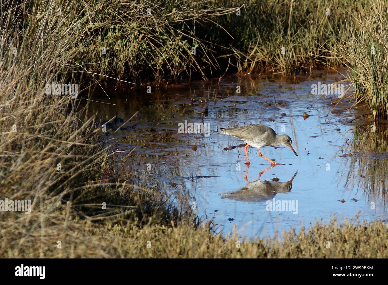 Redshank (Tringa erythropus) feeding on Keyhaven Marshes, Hampshire ...