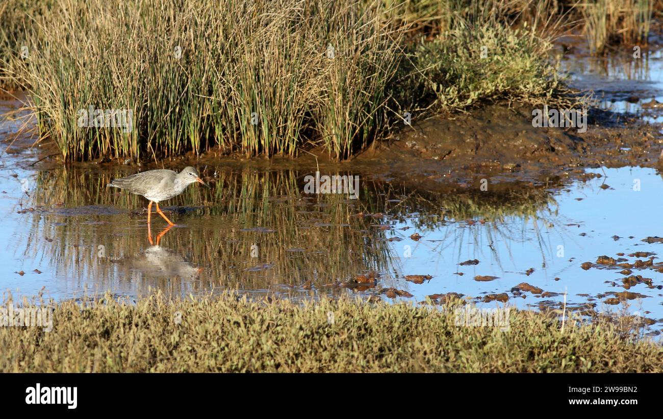 Redshank (Tringa erythropus) feeding on Keyhaven Marshes, Hampshire ...