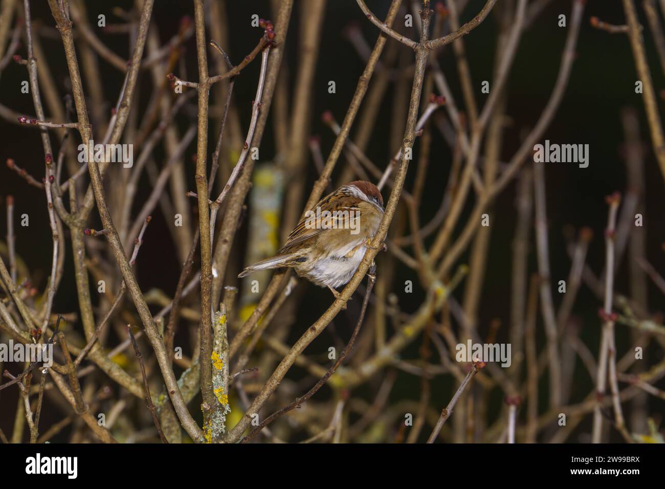 Family sparrow hi-res stock photography and images - Alamy