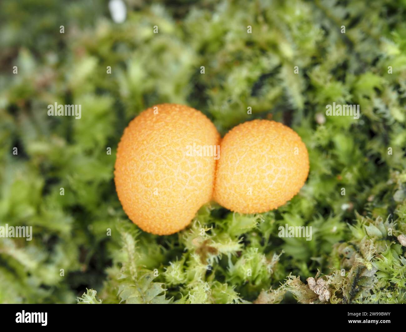 Lycogala sp. slime mold, possibly Lycogala epidendrum, commonly known ...