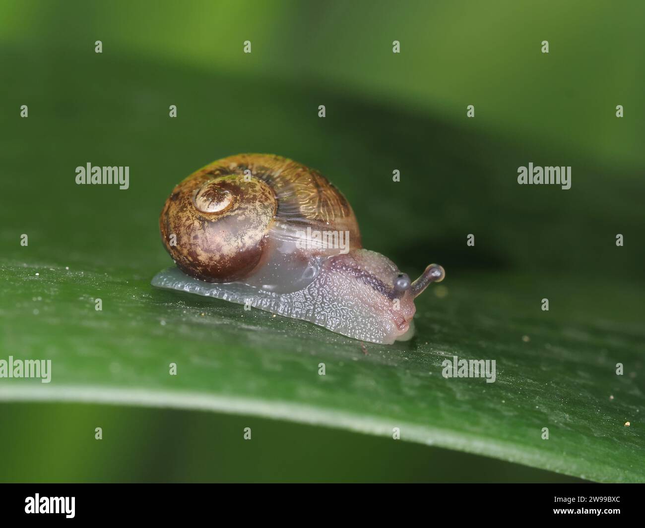 Garden snail identified as Cornu aspersum (syn. Helix aspersa ...