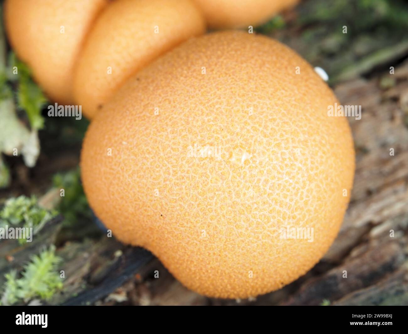 Lycogala sp. slime mold, possibly Lycogala epidendrum, commonly known ...