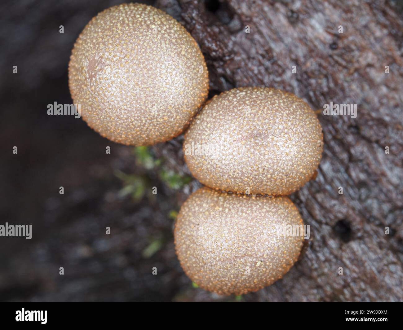 Lycogala sp. slime mold, possibly Lycogala epidendrum, commonly known ...