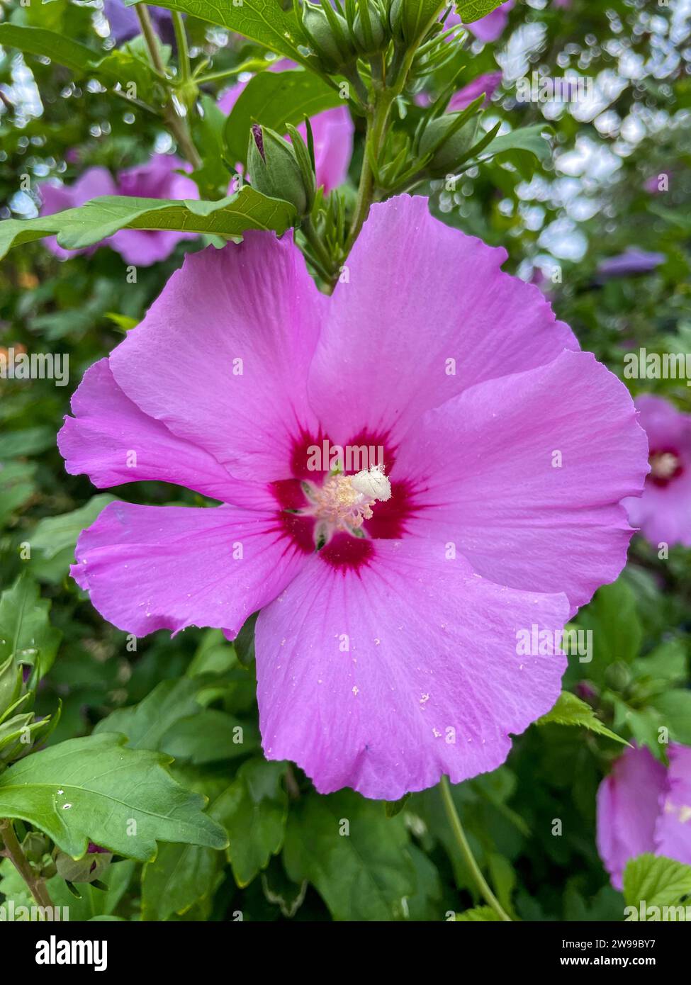 Hibiskus hintergrund hi-res stock photography and images - Alamy