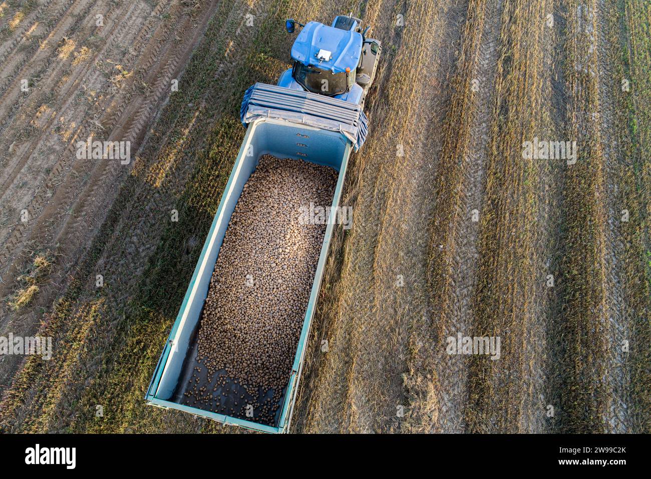drone view of agricultural machinery working in the potato fields Stock ...