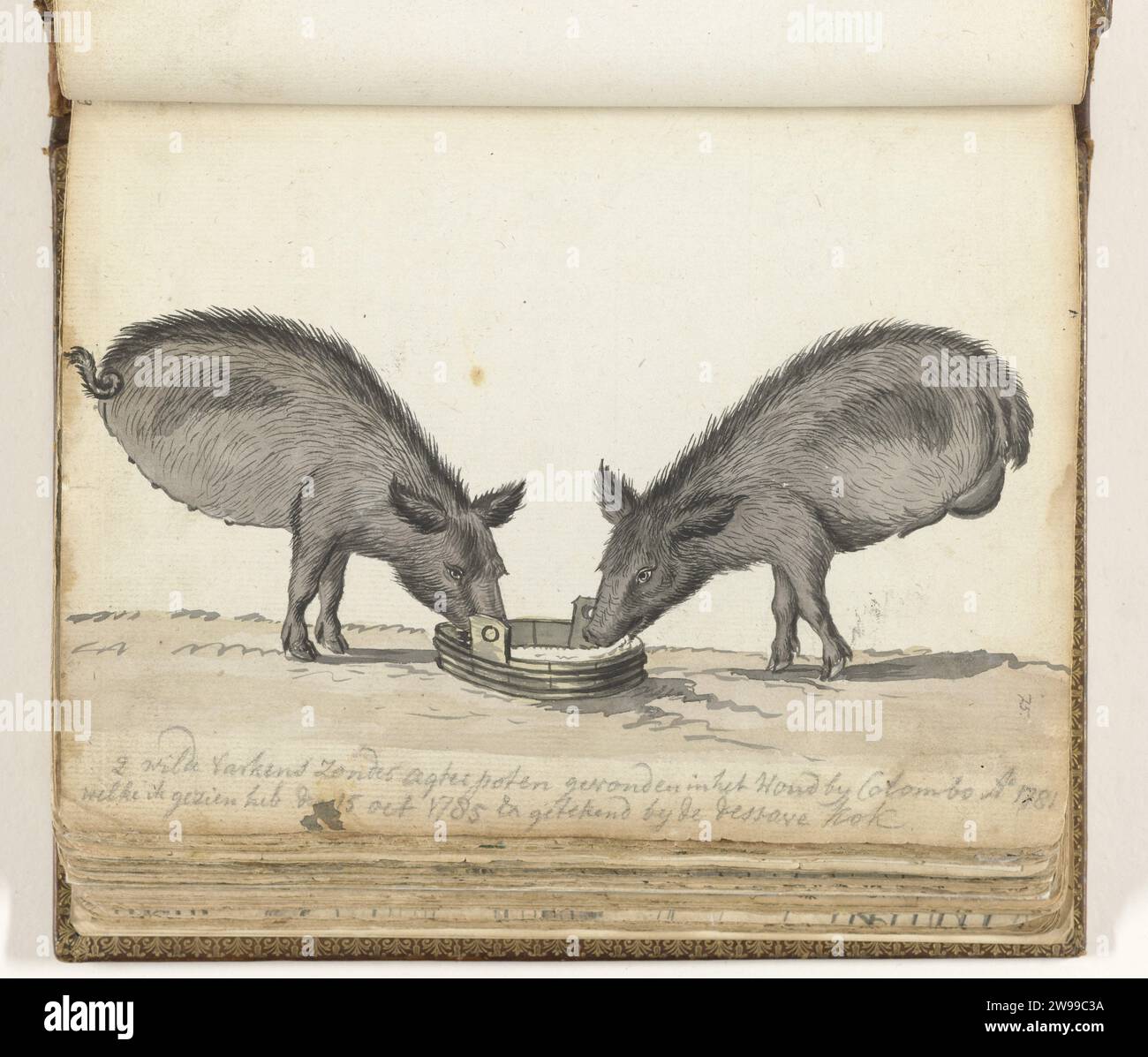 Pigs without hind legs at Trog, Jan Brandes, 1785 drawing Color drawing ...