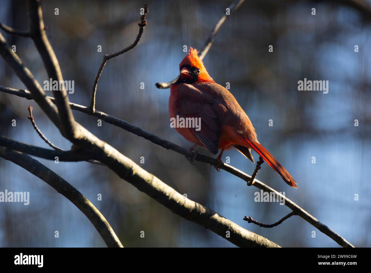A vibrant red bird perched atop a branch of a tree, adorned with a ...