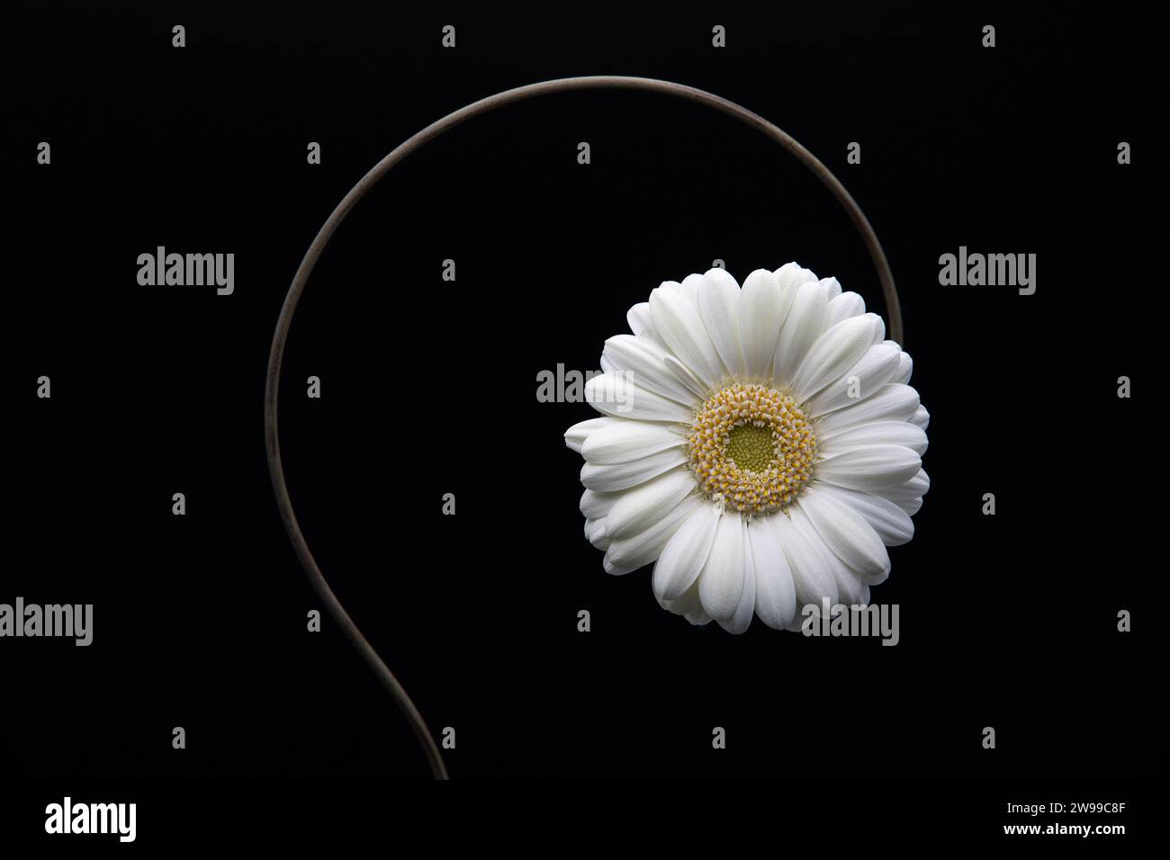 A single white flower resting atop a blank black sheet of paper, with a ...
