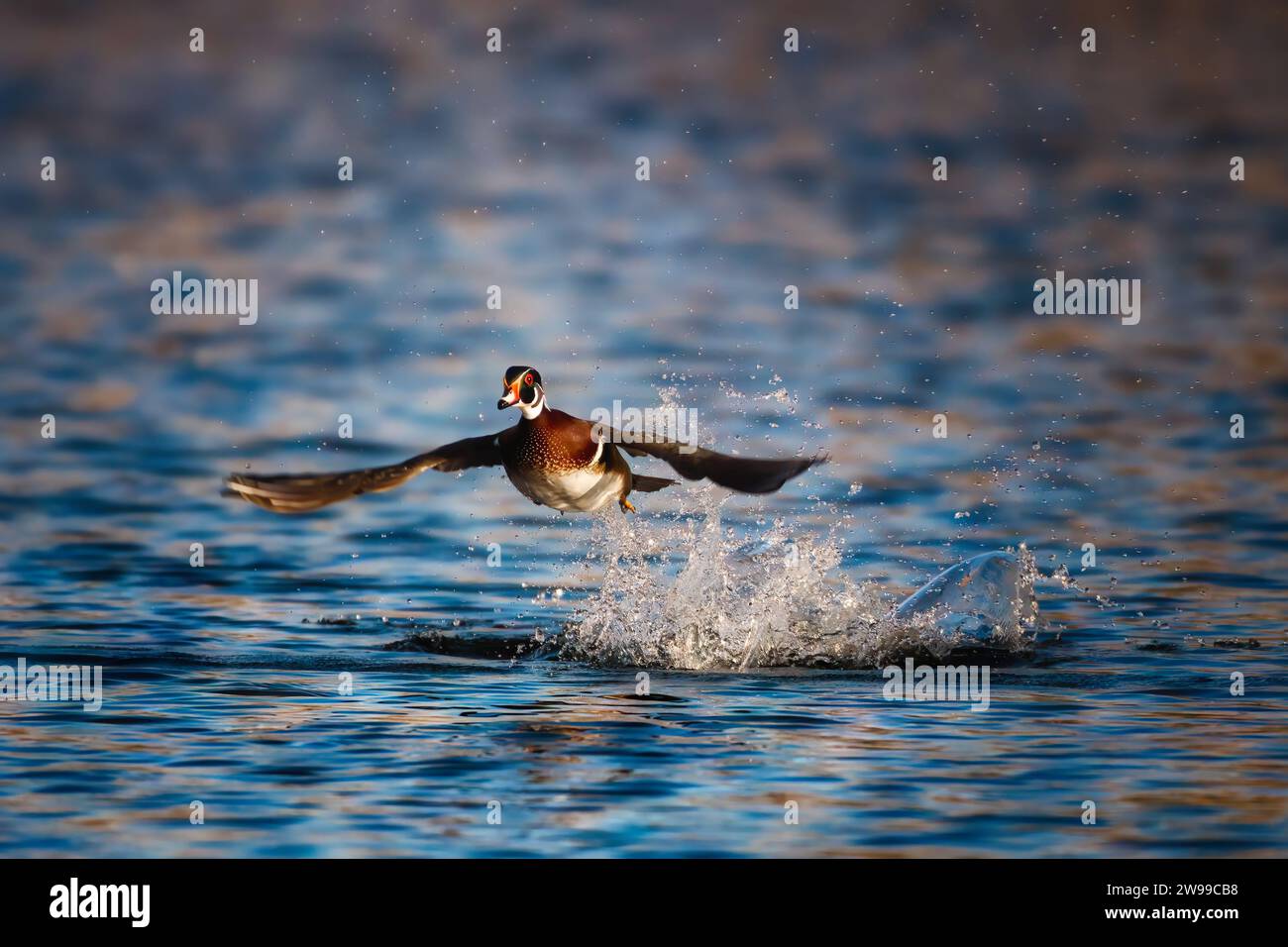 A serene photograph of a male Wood Duck taking off from the water Stock ...
