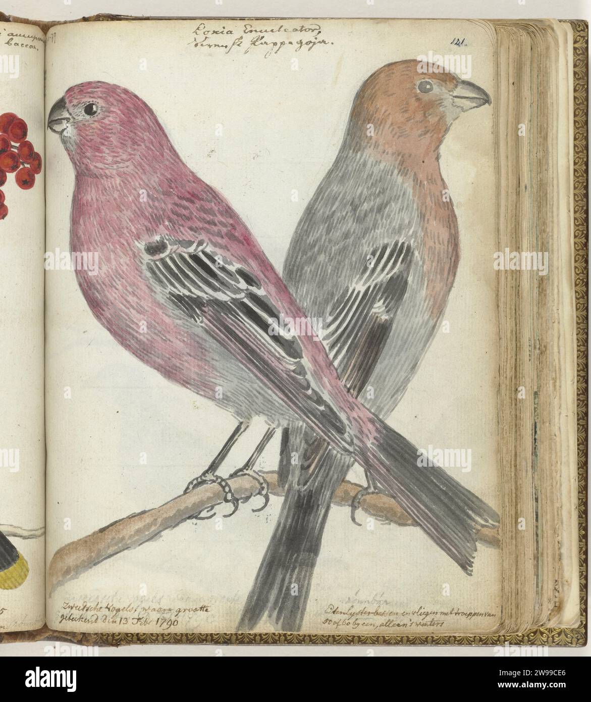 Swedish birds, Jan Brandes, 1790 drawing Color drawing of a two finch ...