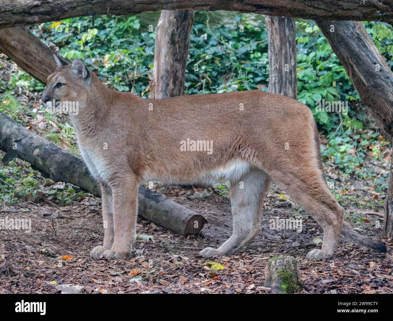 A puma at the Beauval zoo in France Stock Photo - Alamy