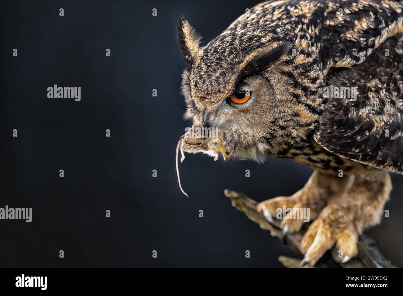 Eagle with mouse hi-res stock photography and images - Alamy