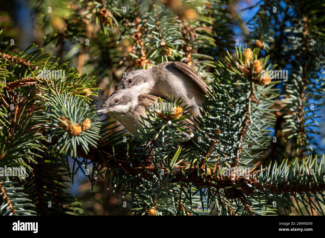 A couple of lesser whitethroats on a branch of a spruce. Curruca ...