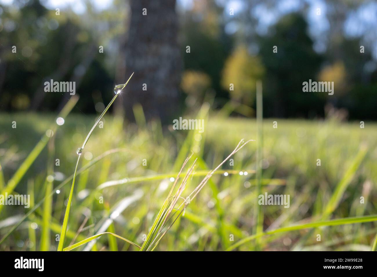 An idyllic morning scene in a forest featuring a sunlit meadow of lush ...
