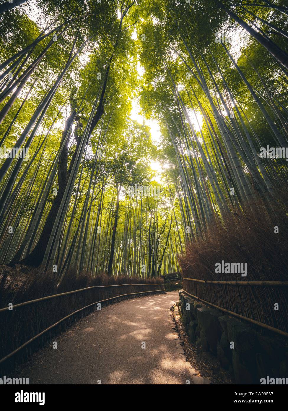 A scenic view of a sun-dappled forest path winding through a vibrant ...
