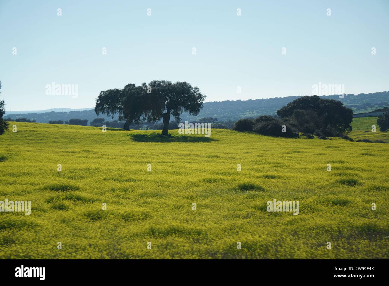 A grassy field with lush trees in the background and a bright blue sky ...
