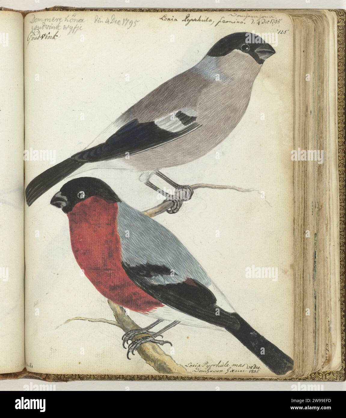 Vinken, Jan Brandes, 1805 drawing Color drawing of a female gold check ...
