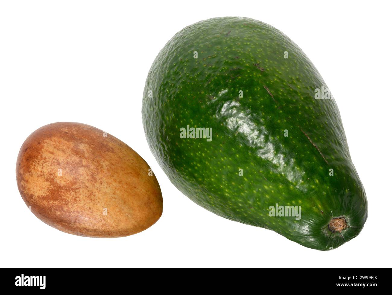 Whole green avocado fruit and pit isolated on white background, tasty ...