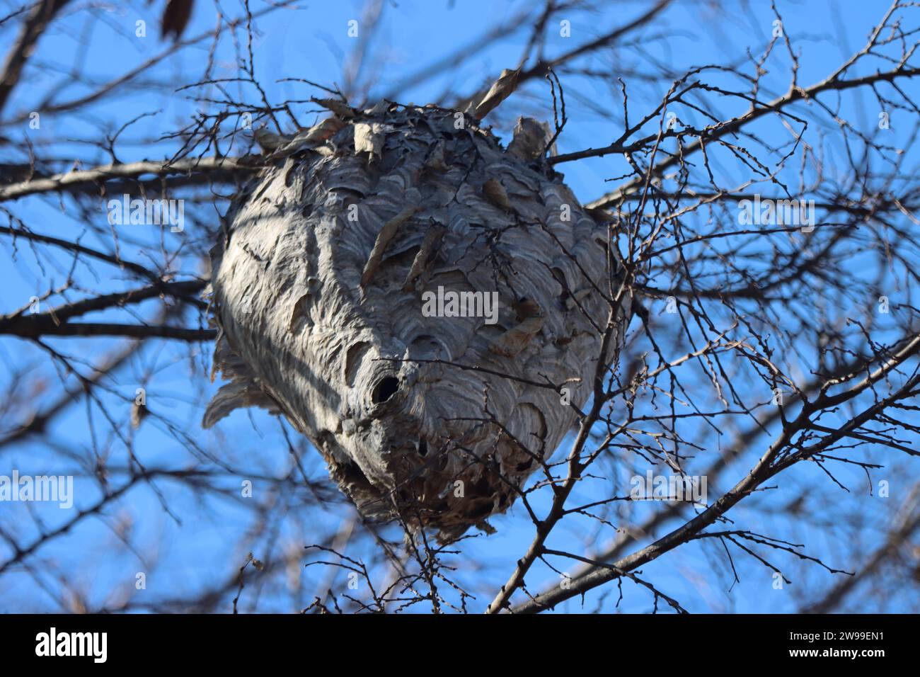 Hornets nest in a tree in the Sequoyah National Wildlife Refuge Stock ...