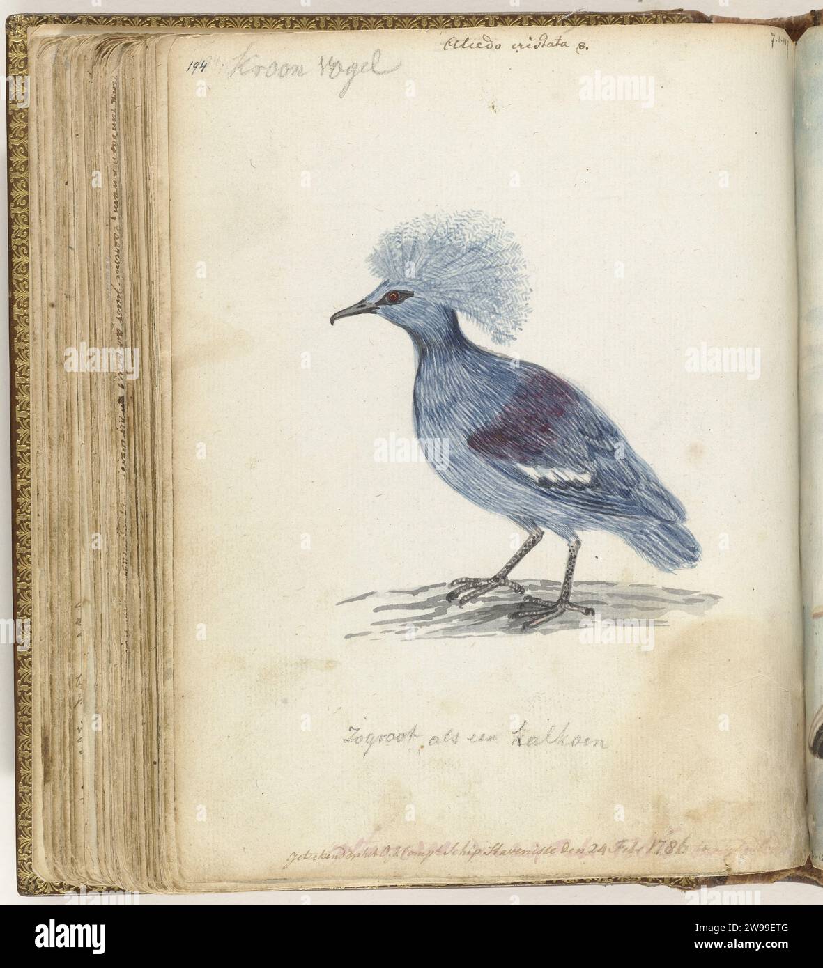Kroonduif hi-res stock photography and images - Alamy