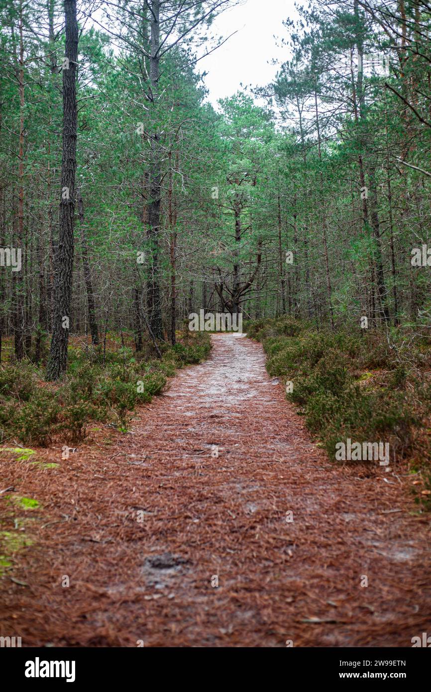 A scenic pathway surrounded by trees and foliage in Fontainebleau ...