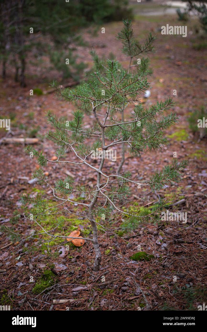 Lush green alpine pine trees hi-res stock photography and images - Alamy