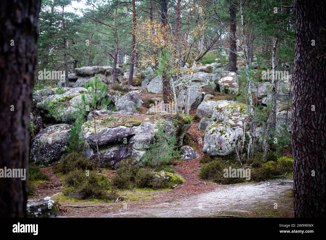 A scenic pathway surrounded by trees and foliage in Fontainebleau ...